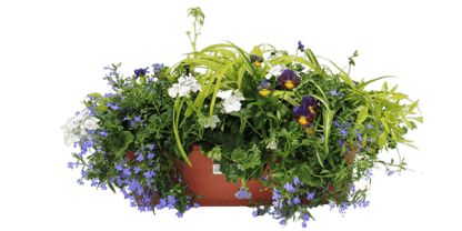 Choosing Annuals for Partial Sun - Gulley Greenhouse