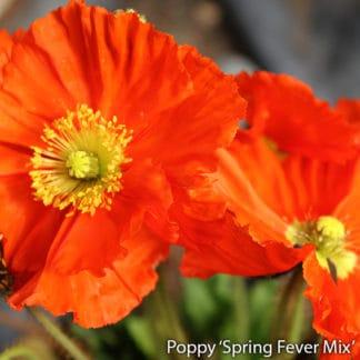 Top 10 Perennials to Grow in Colorado - Gulley Greenhouse