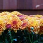 The Basics of Fall Mums - Gulley Greenhouse