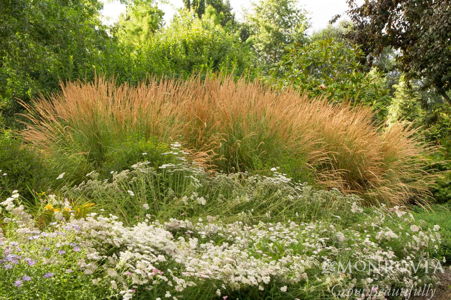 Grass, Feather Reed 'Karl Foerster' - Gulley Greenhouse