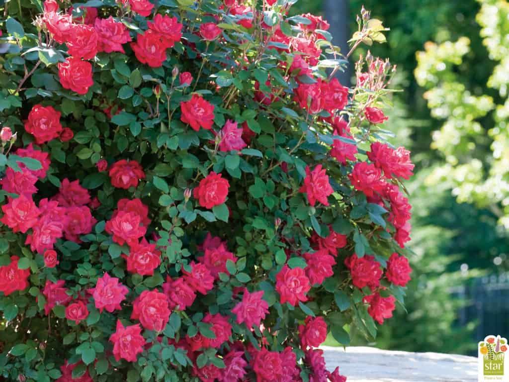 Rose 'Double Knock Out' (2 Gal) - Gulley Greenhouse