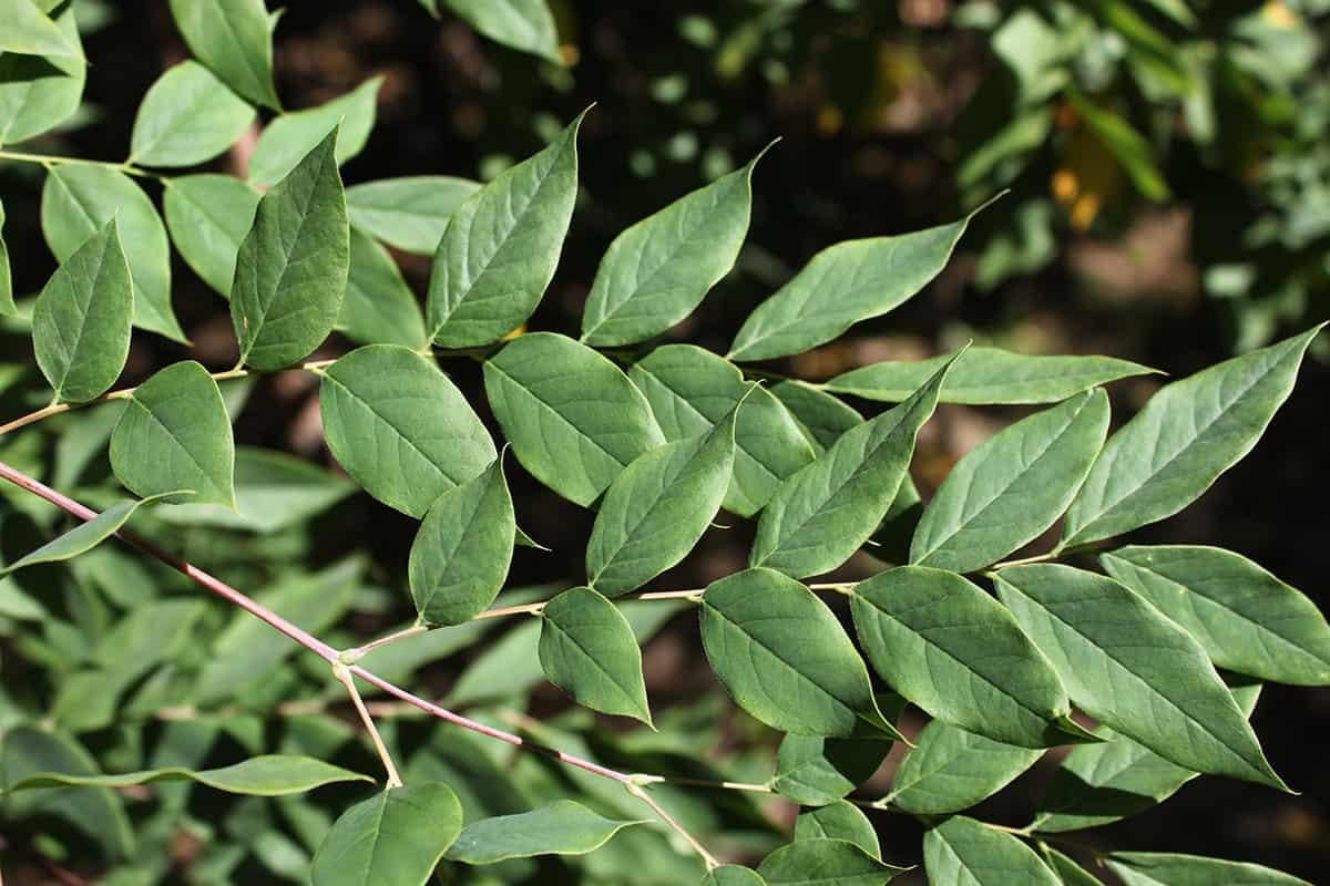 Kentucky Coffee Tree 'Espresso' - Gulley Greenhouse