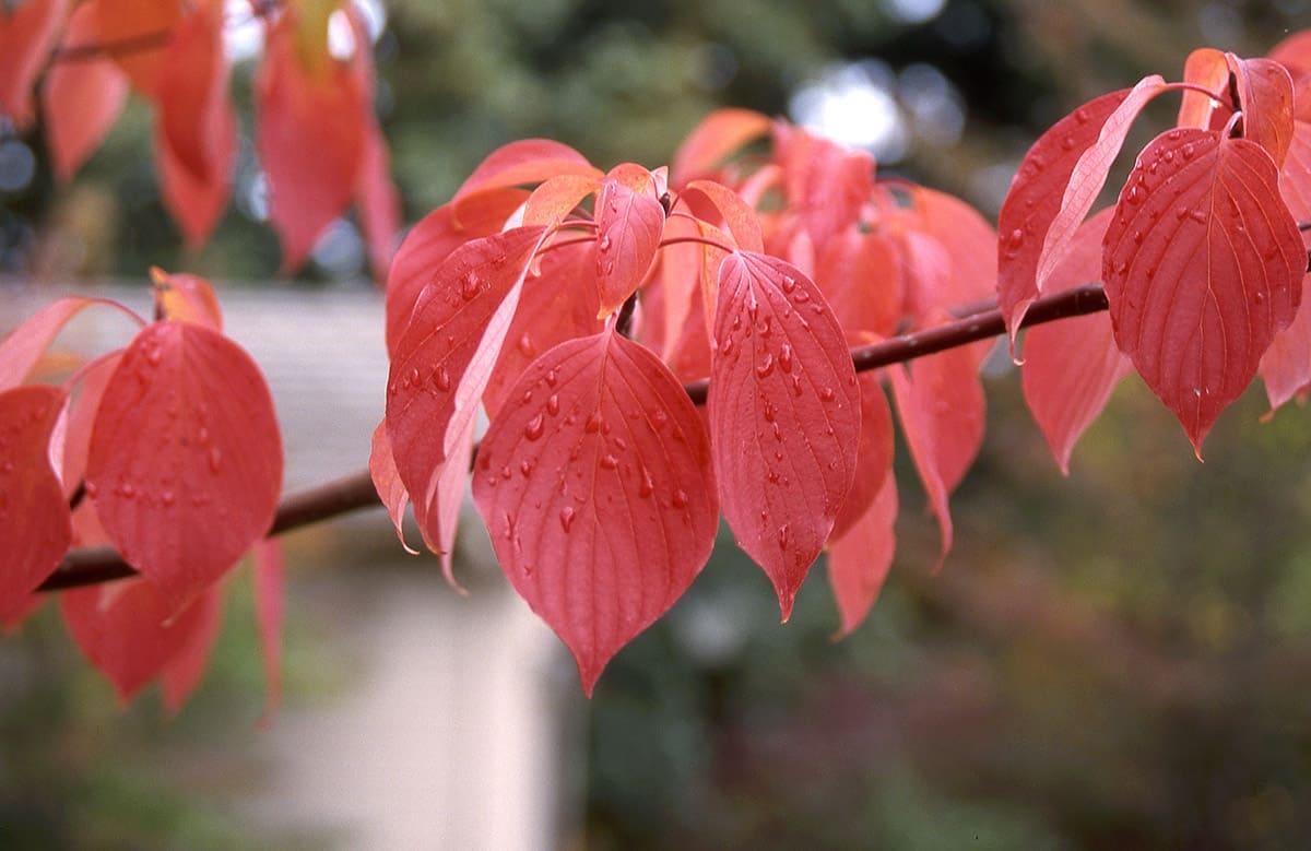 Dogwood, June Snow - Gulley Greenhouse