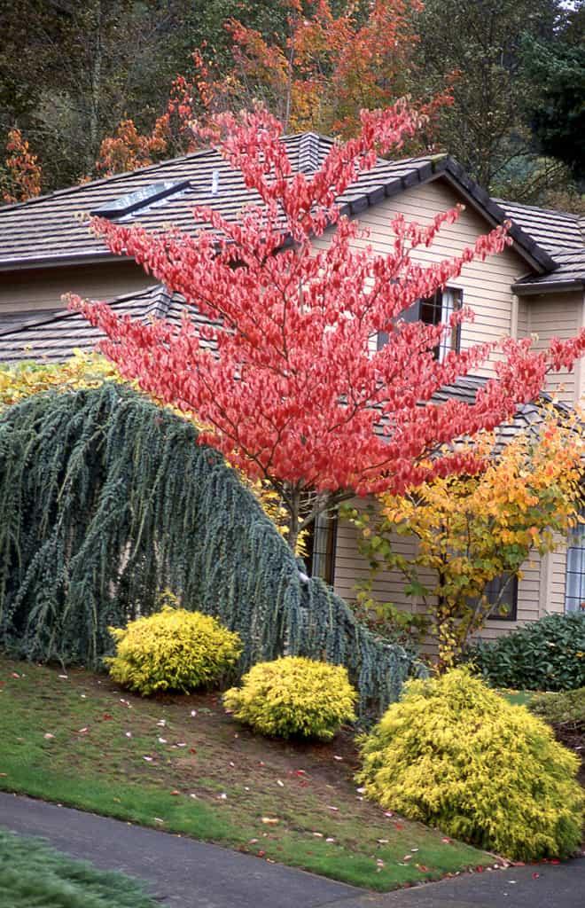Dogwood, June Snow - Gulley Greenhouse