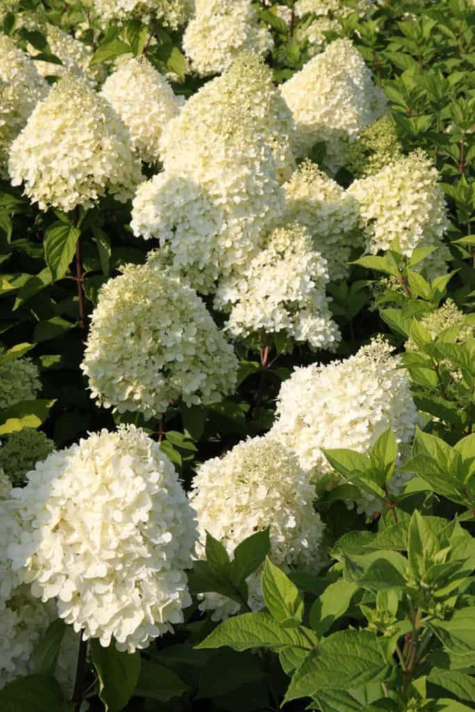 Hydrangea, 'Limelight' - Gulley Greenhouse