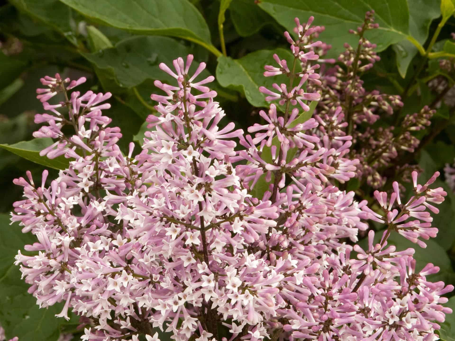 Lilac, 'Miss Kim Korean' - Gulley Greenhouse