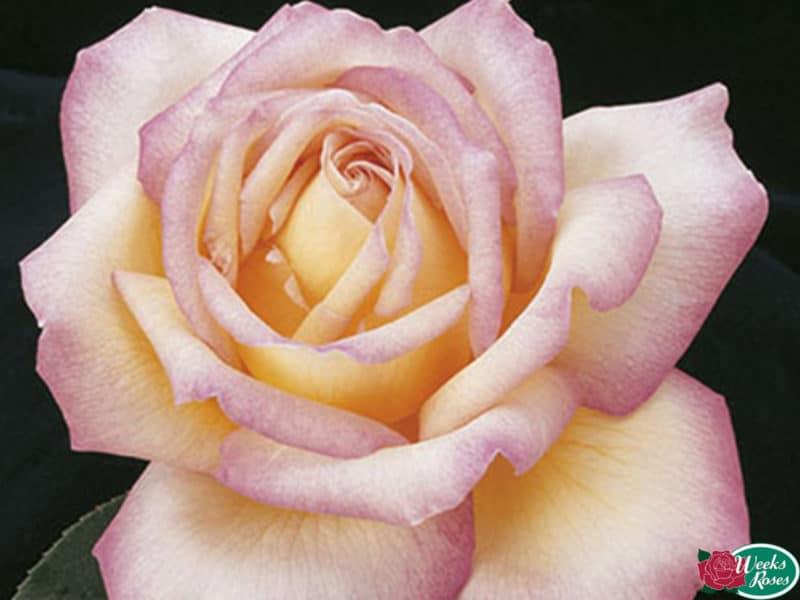 Rose 'Peace' AARS - Gulley Greenhouse