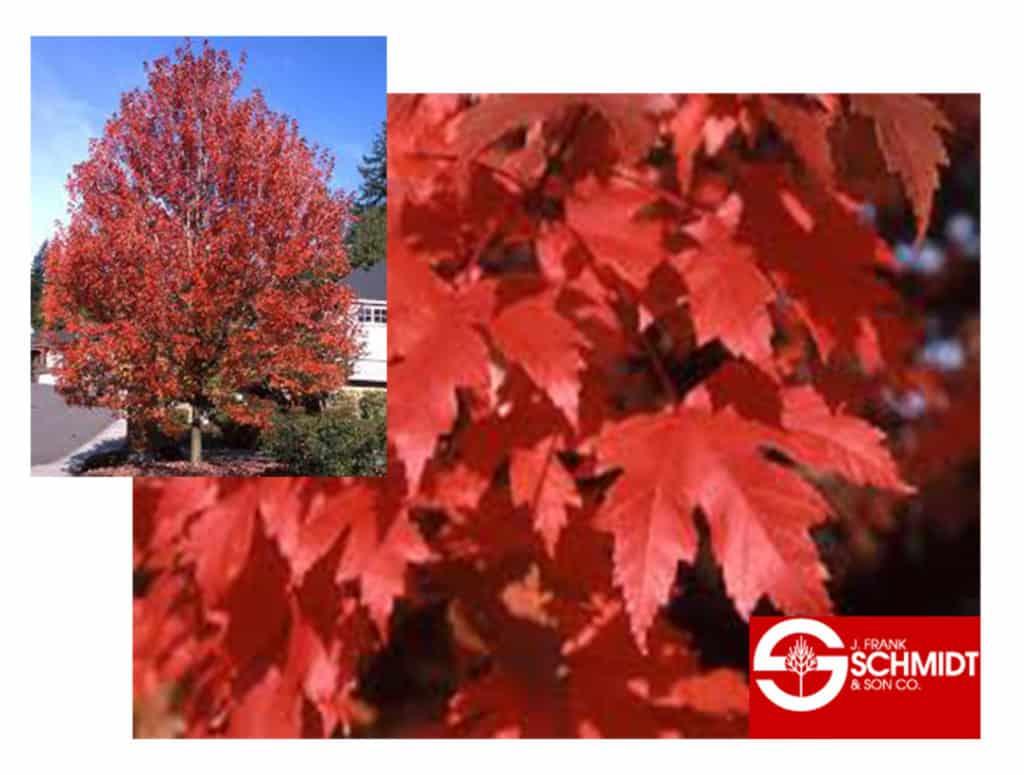 Maple, Autumn Blaze - Gulley Greenhouse