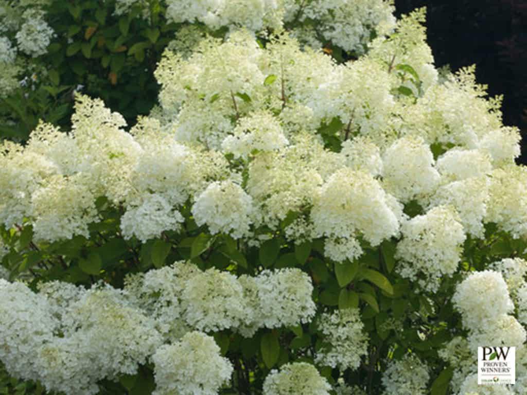 Hydrangea, 'Bobo' - Gulley Greenhouse