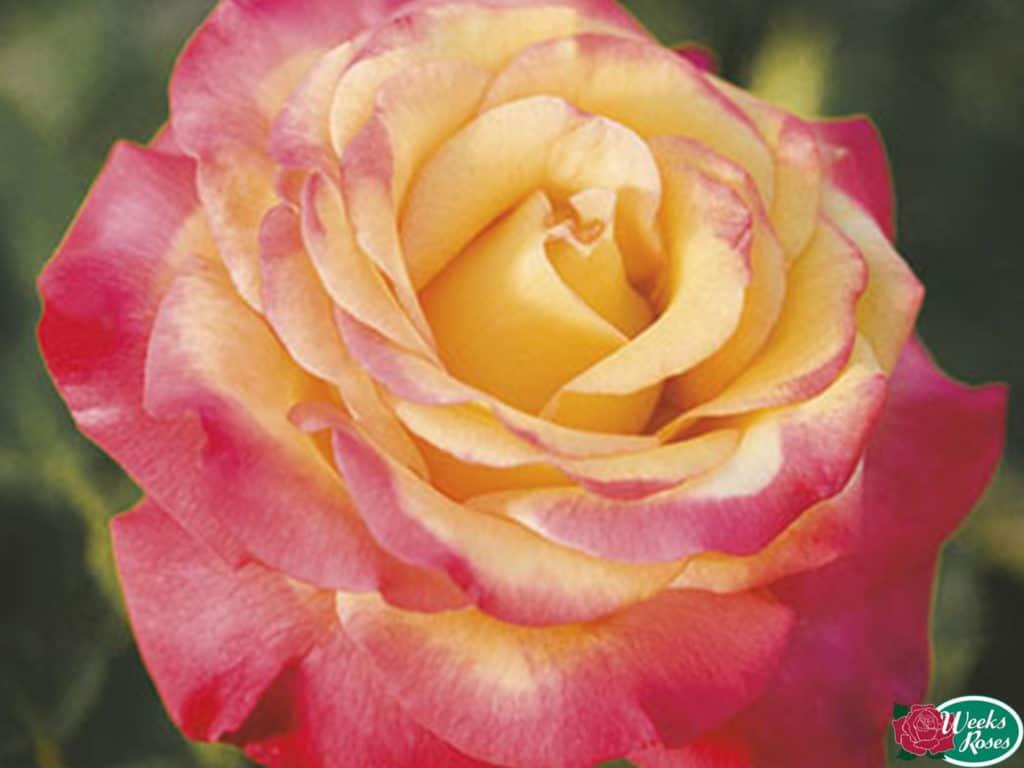 Rose 'Dream Come True' AARS - Gulley Greenhouse