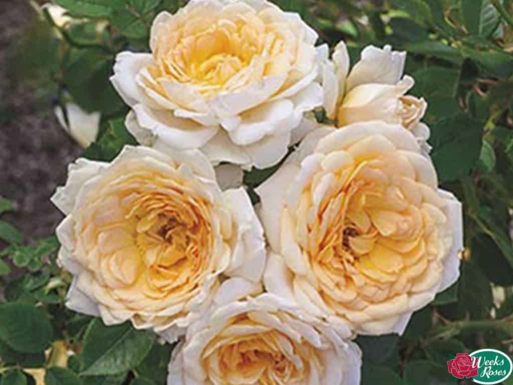 Rose 'Edith's Darling' - Gulley Greenhouse