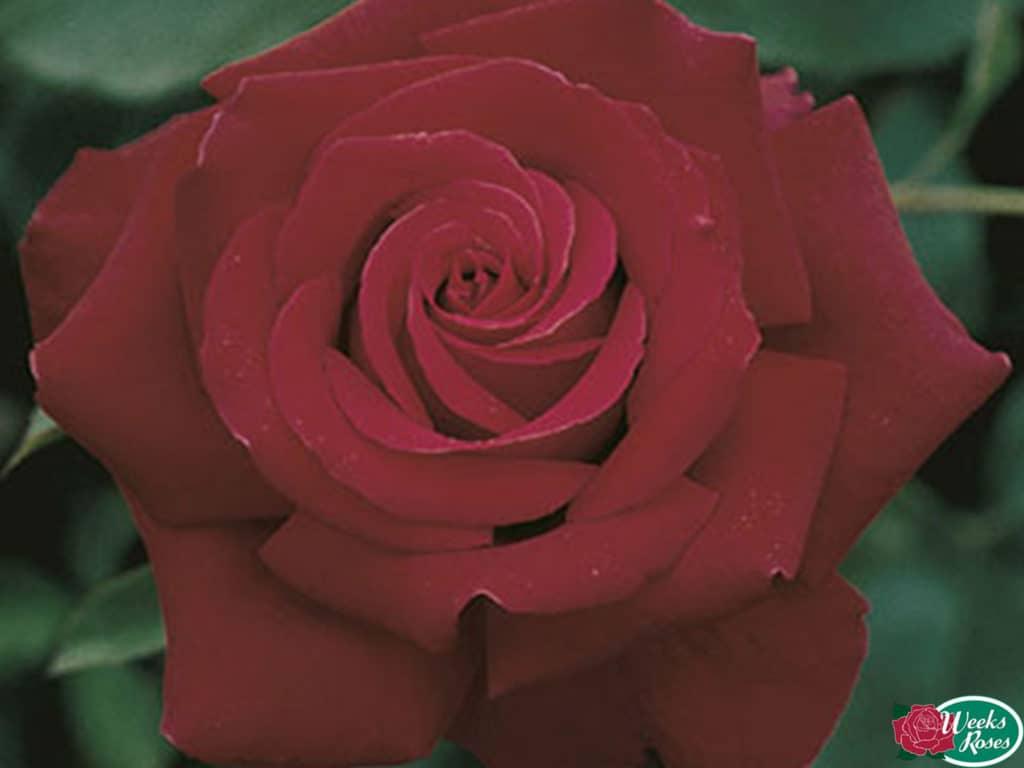 Rose 'Firefighter' - Gulley Greenhouse