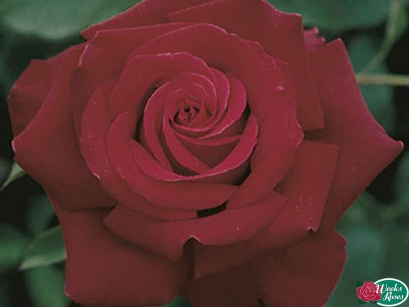 Rose 'Firefighter' - Gulley Greenhouse