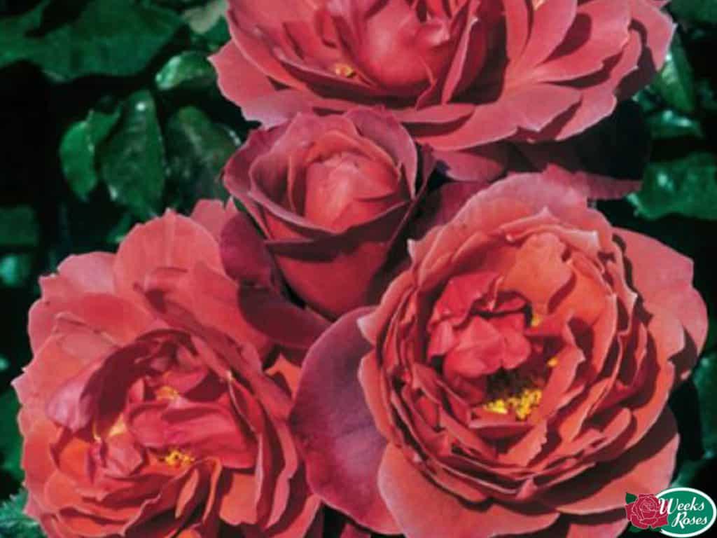 Rose 'Hot Cocoa' AARS - Gulley Greenhouse