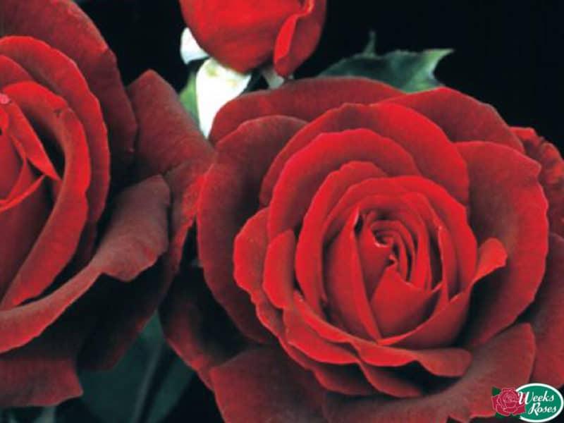 Rose 'Mister Lincoln' AARS - Gulley Greenhouse