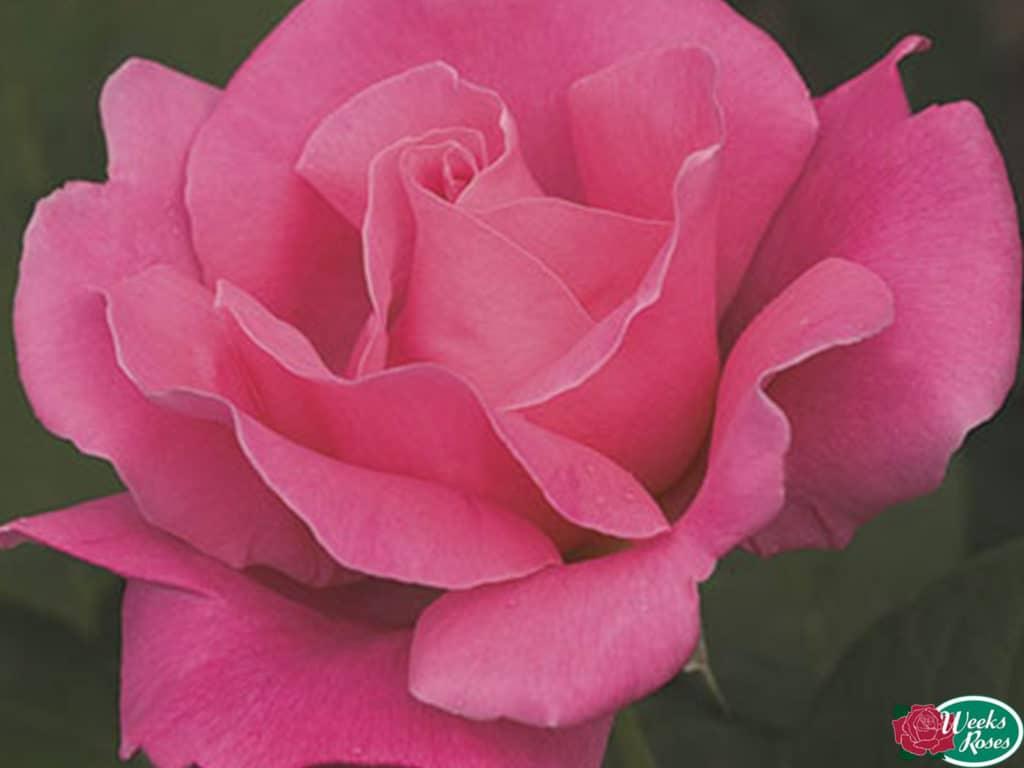 Rose 'Perfume Delight' AARS - Gulley Greenhouse