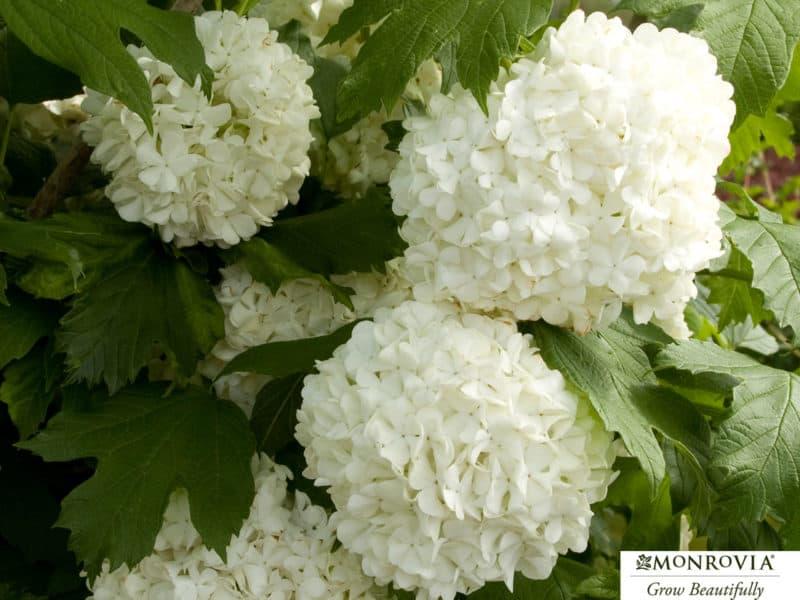 Viburnum, Common Snowball Bush - Gulley Greenhouse