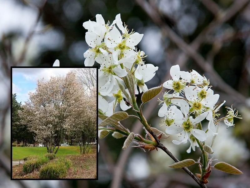 Serviceberry, Autumn Brilliance - Gulley Greenhouse