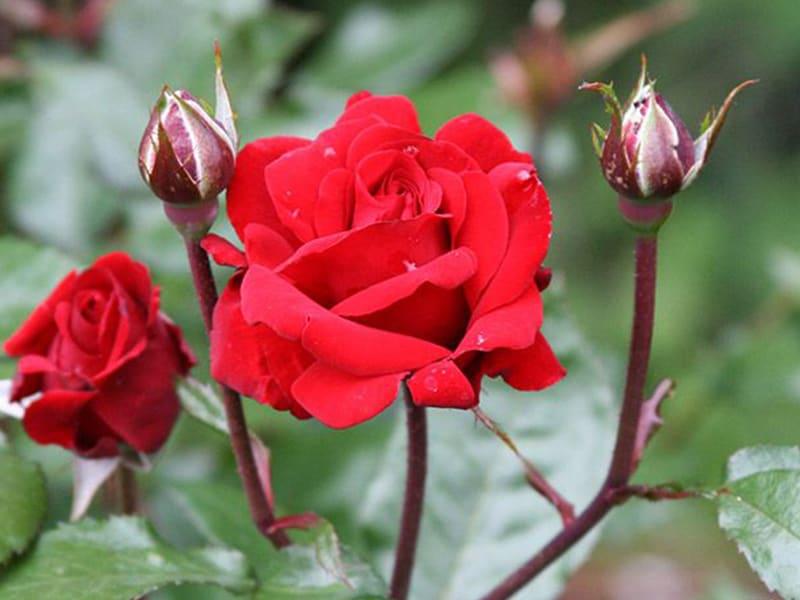 Rose 'Crimson Bouquet' AARS - Gulley Greenhouse