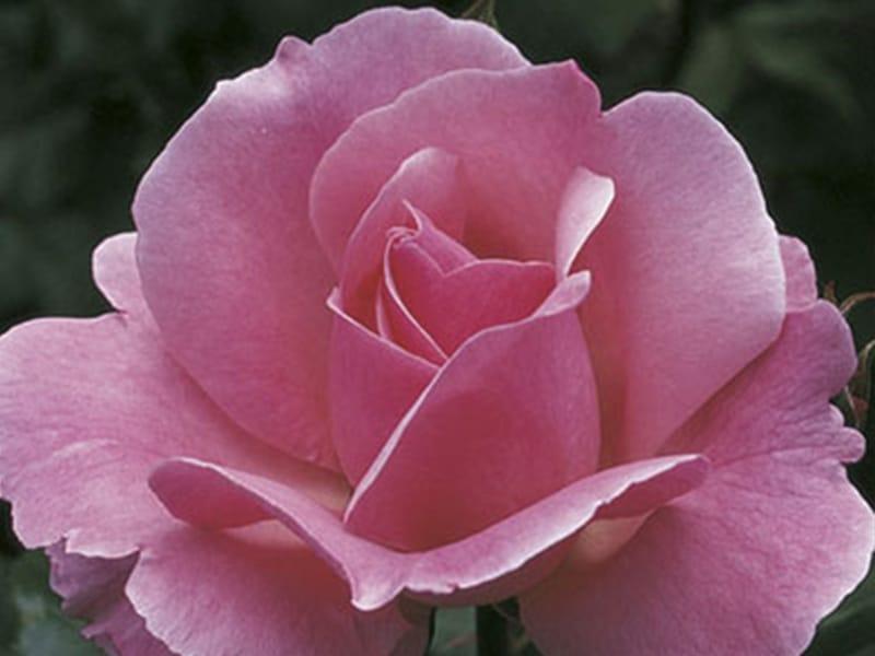 Rose 'Queen Elizabeth' AARS - Gulley Greenhouse