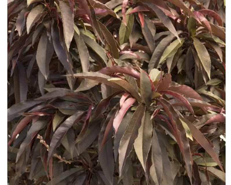 Peach, Bonfire Miniature - Gulley Greenhouse