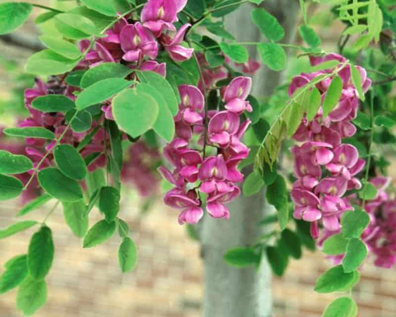 Locust, Purple Robe - Gulley Greenhouse