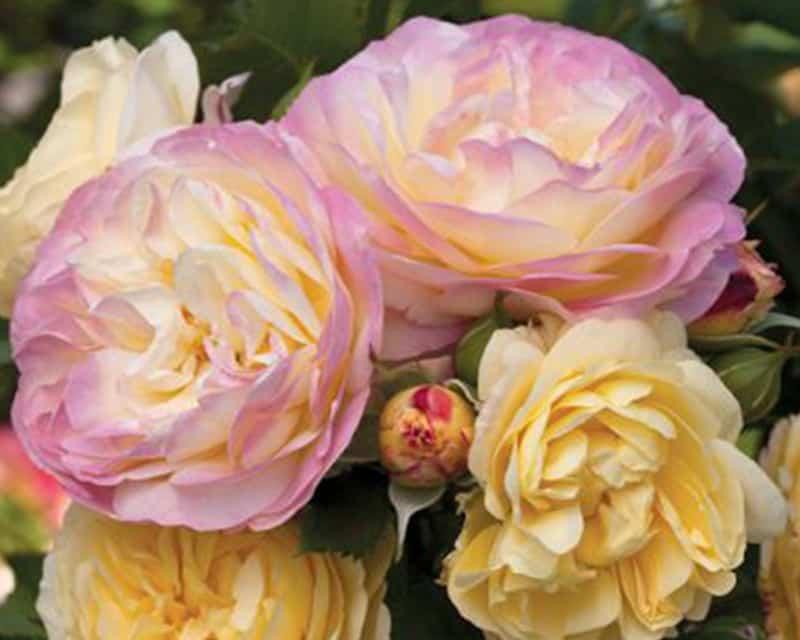 Rose 'Life of the Party' - Gulley Greenhouse