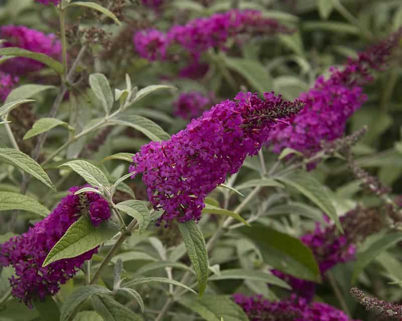 Butterfly Bush, 'Miss Ruby' - Gulley Greenhouse