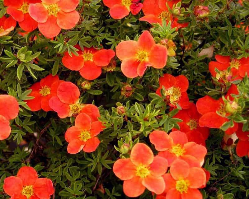 Potentilla, 'Red Robin' - Gulley Greenhouse