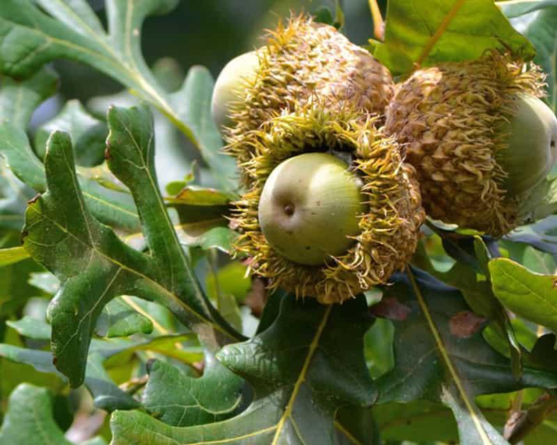 Oak, Bur - Gulley Greenhouse