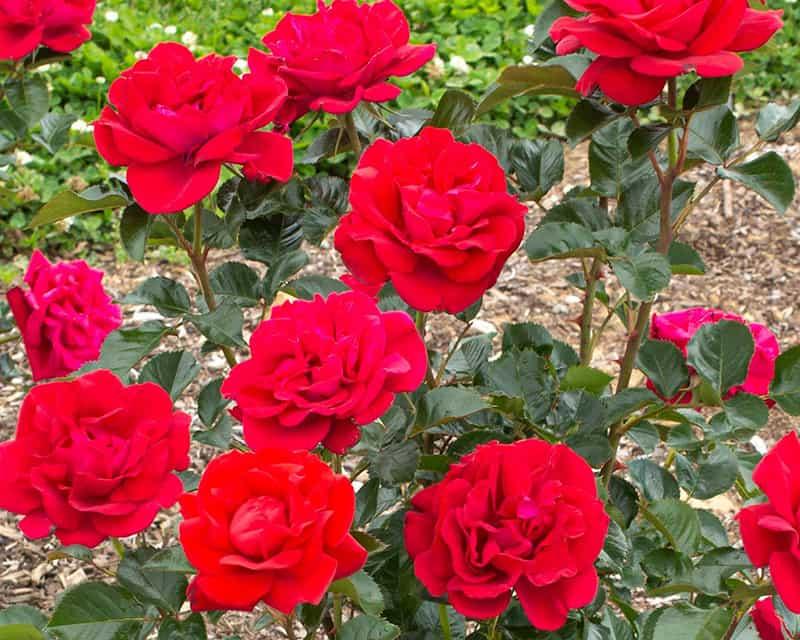 Rose 'Ruby Red' - Gulley Greenhouse