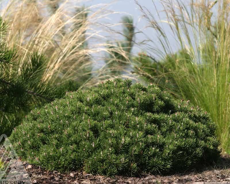 Pine, Mugo 'Mitsch Mini' - Gulley Greenhouse