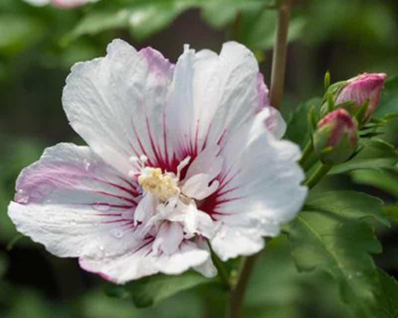 Rose of Sharon 'Fiji' - Gulley Greenhouse