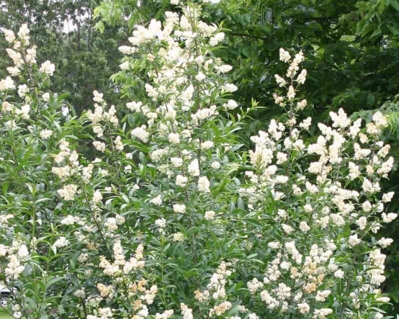 Privet, 'Cheyenne' - Gulley Greenhouse