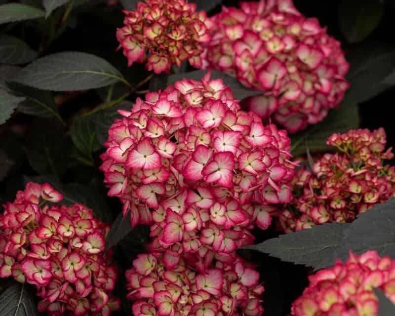 Hydrangea, 'Eclipse' - Gulley Greenhouse
